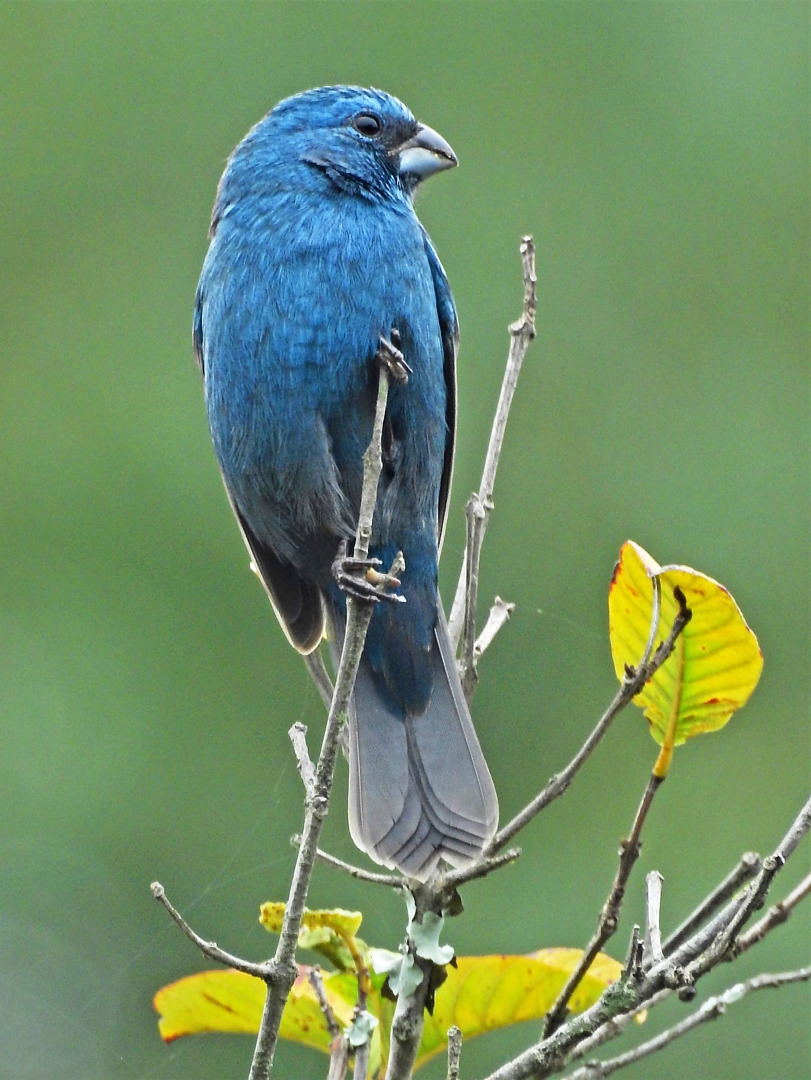 Foto azulinho (Cyanoloxia glaucocaerulea) Por Valéria Vieira | Wiki ...