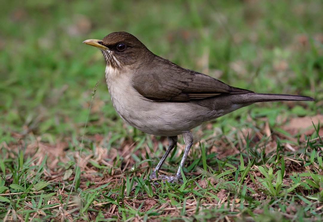 Foto sabiá-poca (Turdus amaurochalinus) Por Frederico Swarofsky | Wiki ...
