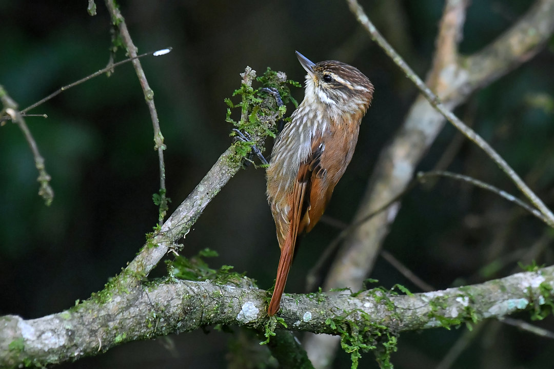 Foto bico-virado-carijó (Xenops rutilans) Por Rudimar Cipriani | Wiki Aves - A Enciclopédia das ...