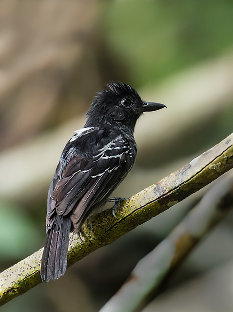 choca-preta-e-cinza (Thamnophilus nigrocinereus) | WikiAves - A ...