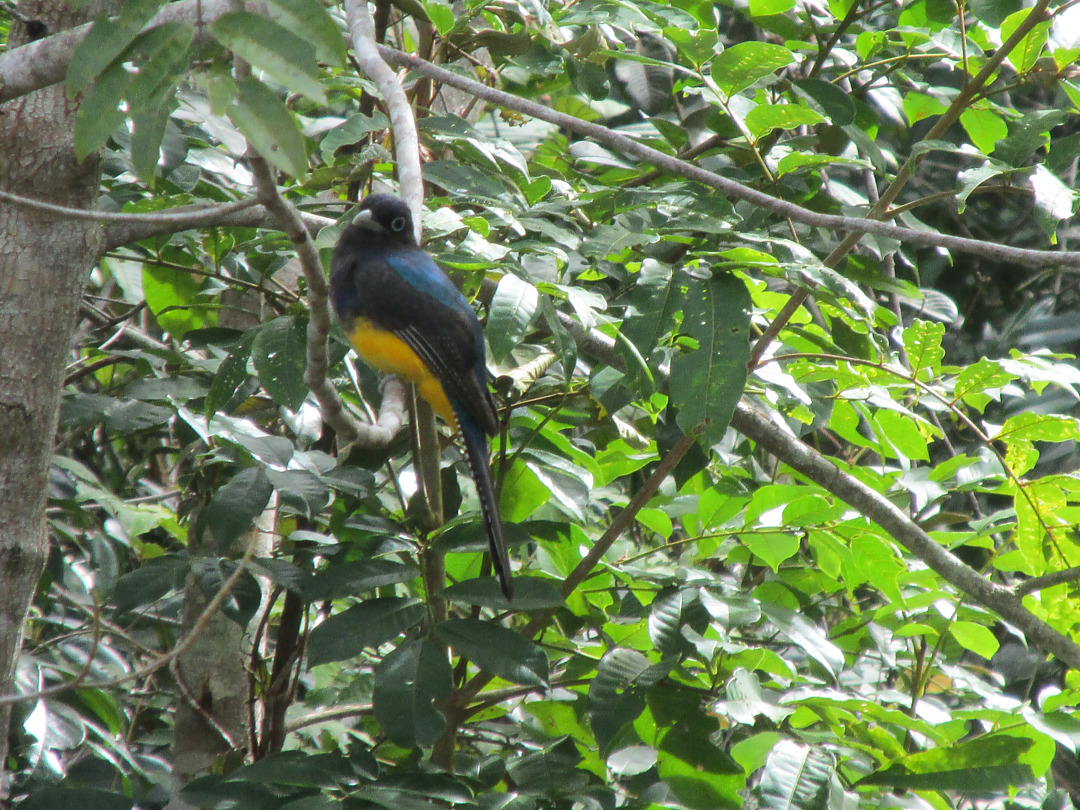 Foto surucuá-de-barriga-amarela (Trogon viridis) Por Rodrigo Adriao ...