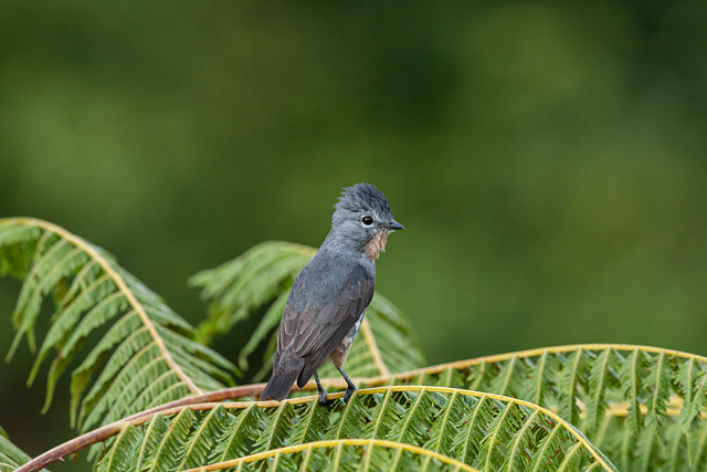 Foto anambezinho (Iodopleura pipra) Por Henry Miller Alexandre | Wiki ...