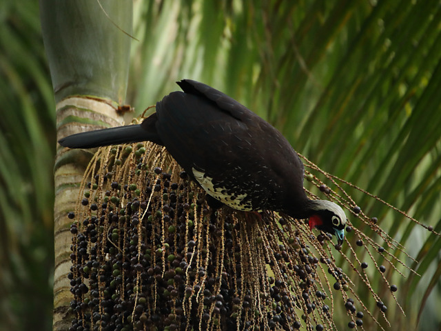 Foto jacutinga (Aburria jacutinga) Por Altevir Depetris | Wiki Aves - A ...
