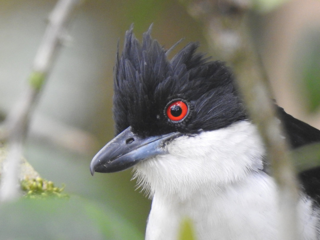 Foto choró-boi (Taraba major) Por André Pellanda | Wiki Aves - A ...