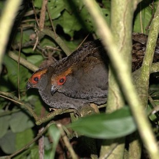 uru (Odontophorus capueira) | WikiAves - A Enciclopédia das Aves do Brasil