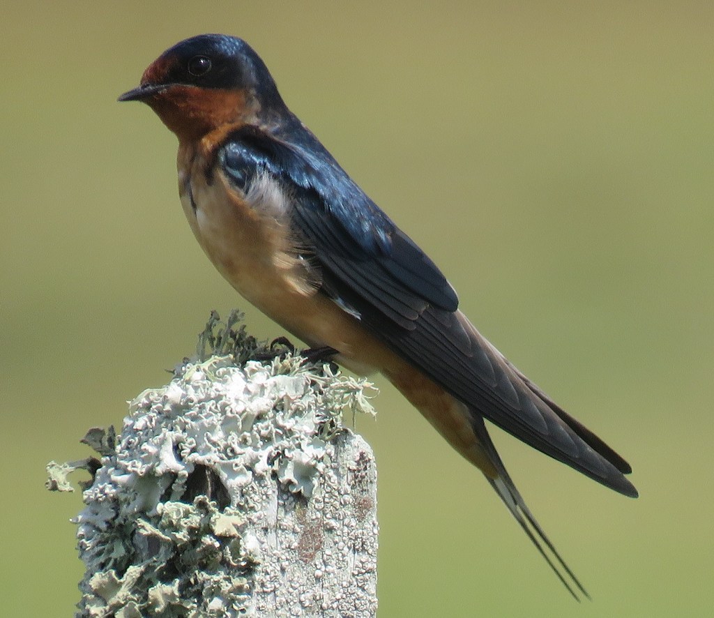 Foto andorinha-de-bando (Hirundo rustica) Por Zenaro | Wiki Aves - A ...