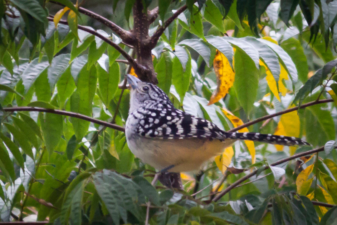 Foto chocão-carijó (Hypoedaleus guttatus) Por Irany Ornellas | Wiki ...