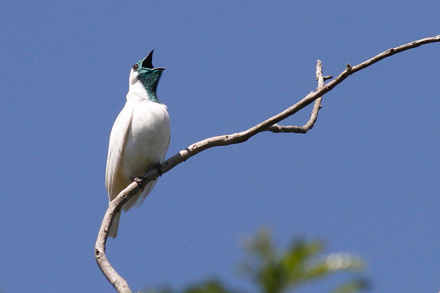 Foto araponga (Procnias nudicollis) Por Clécio Gomides | Wiki Aves - A ...