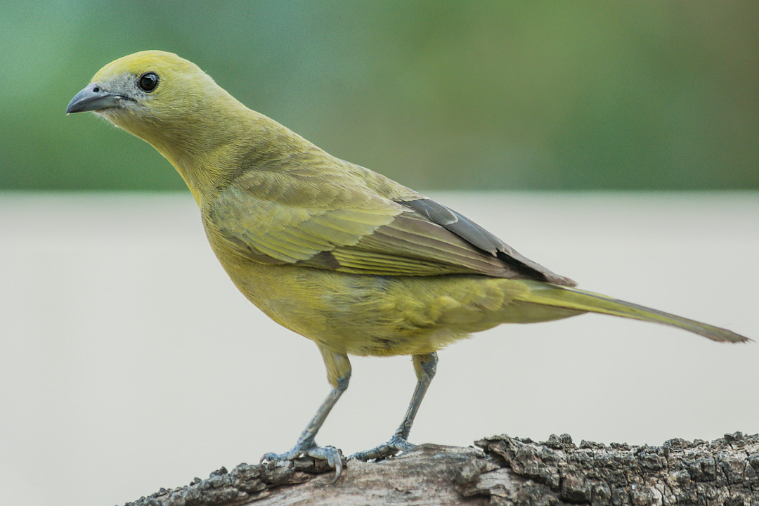 Foto sanhaço-do-coqueiro (Thraupis palmarum) Por Rafael Martos Martins ...
