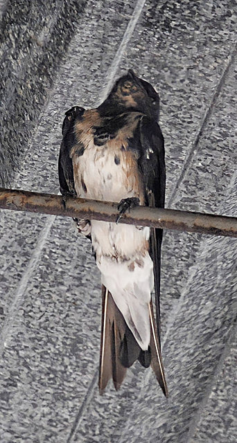 Foto andorinha-cubana (Progne cryptoleuca) Por Eudes Feitosa | Wiki ...