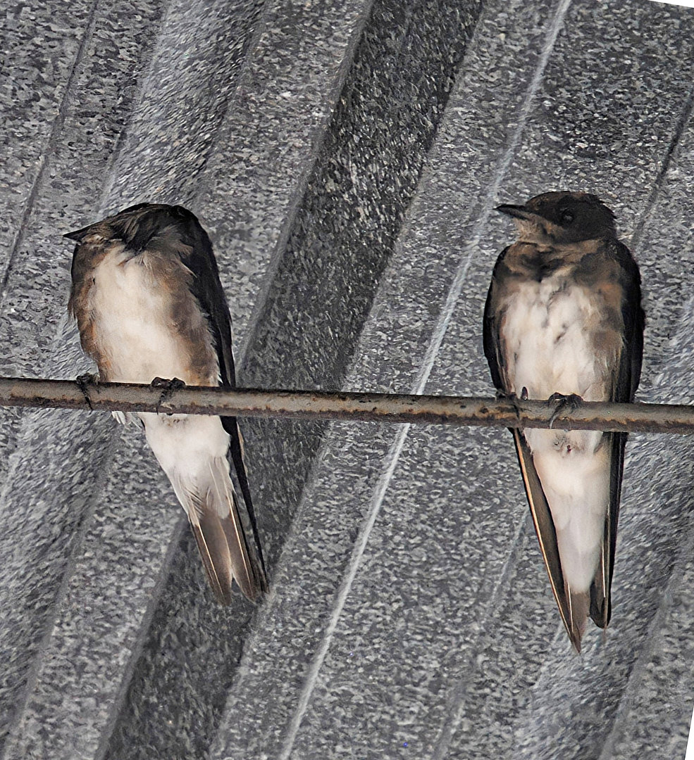 Foto andorinha-cubana (Progne cryptoleuca) Por Eudes Feitosa | Wiki ...