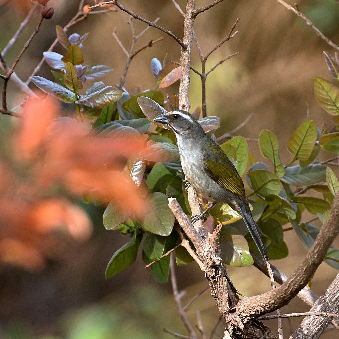 Foto trinca-ferro (Saltator similis) Por Joao Vale | Wiki Aves - A ...