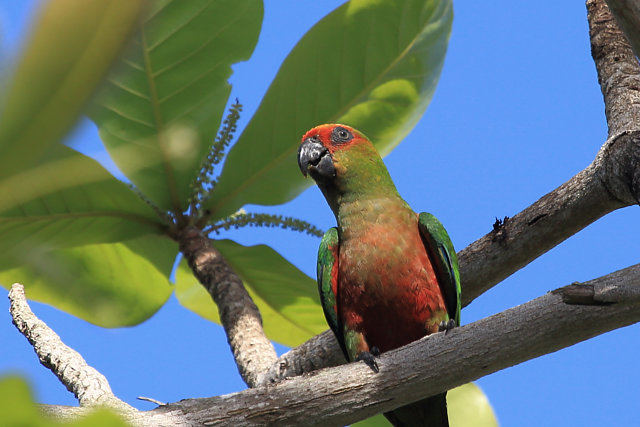 Foto jandaia-de-testa-vermelha (Aratinga auricapillus) Por Gilvan ...