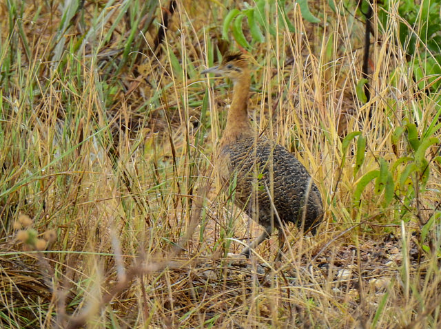 Foto perdiz (Rhynchotus rufescens) Por Lawrence Rabelo De Almeida ...