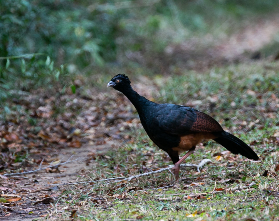 Foto mutum-de-bico-vermelho (Crax blumenbachii) Por Ronaldo G. Lebowski ...