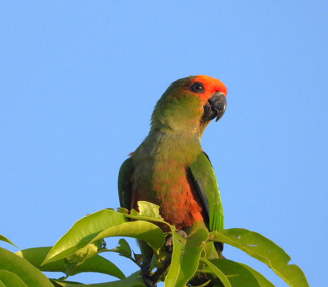 Foto jandaia-de-testa-vermelha (Aratinga auricapillus) Por Luísa Garcia ...