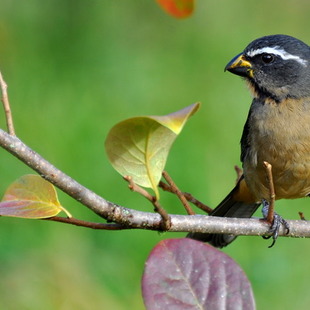 bico-grosso (Saltator maxillosus) | WikiAves - A Enciclopédia das Aves ...