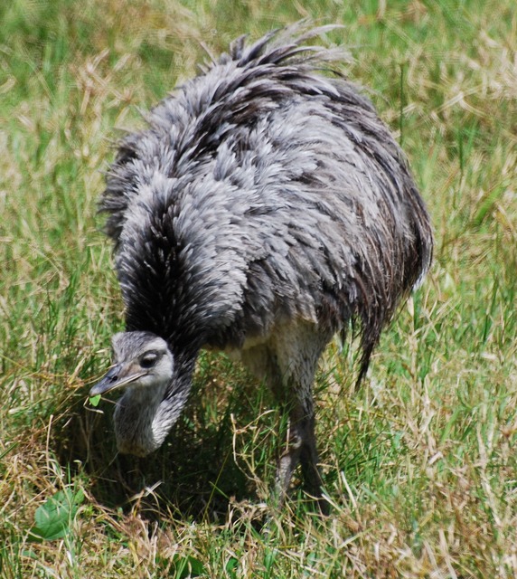 Foto ema (Rhea americana) Por John Medcraft | Wiki Aves - A ...