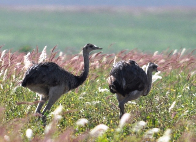 Foto ema (Rhea americana) Por Bruno Lima | Wiki Aves - A Enciclopédia ...