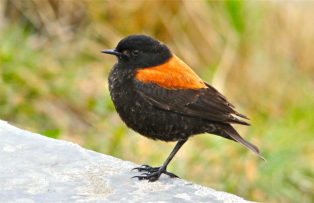 Foto colegial (Lessonia rufa) Por Sergio Berkenbrock | Wiki Aves - A ...