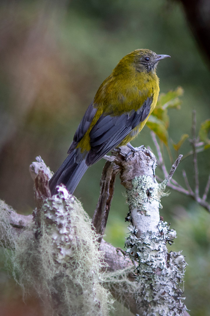 Foto saudade-de-asa-cinza (Lipaugus conditus) Por Diego Murta | Wiki ...