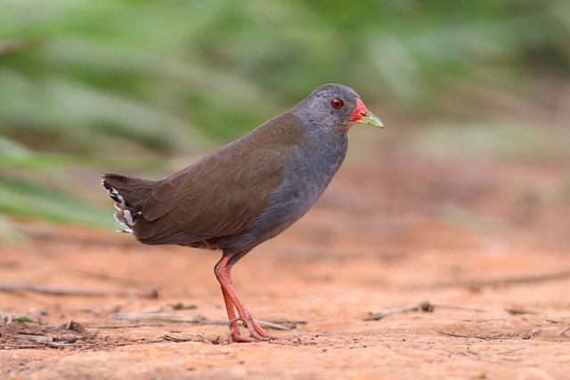 Foto turu-turu (Neocrex erythrops) Por Luíz Alberto Santos (Pompéu ...