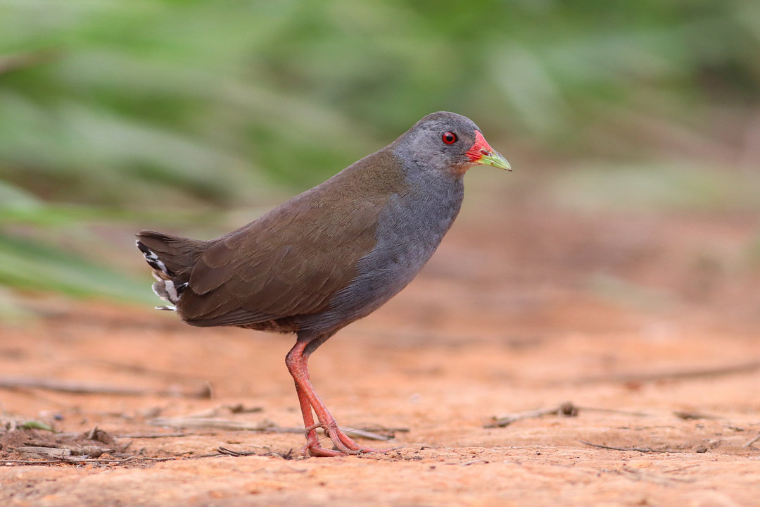 Foto turu-turu (Neocrex erythrops) Por Luíz Alberto Santos (Pompéu ...