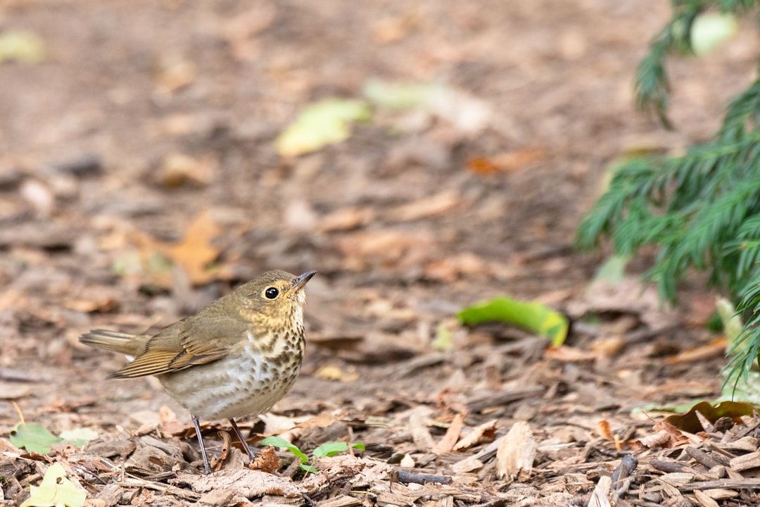 Foto sabiazinho-de-óculos (Catharus swainsoni) Por Simone Caldas | Wiki ...