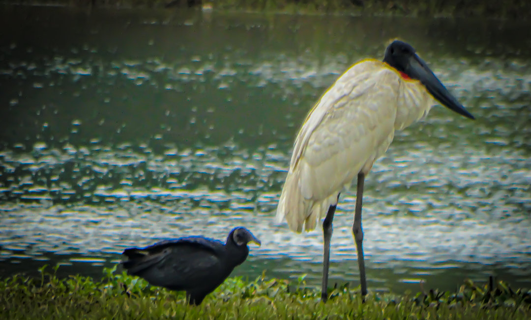 Foto tuiuiú (Jabiru mycteria) Por Lucas Escobar | Wiki Aves - A ...