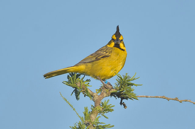 Foto cardeal-amarelo (Gubernatrix cristata) Por Ricardo O. De Oliveira ...
