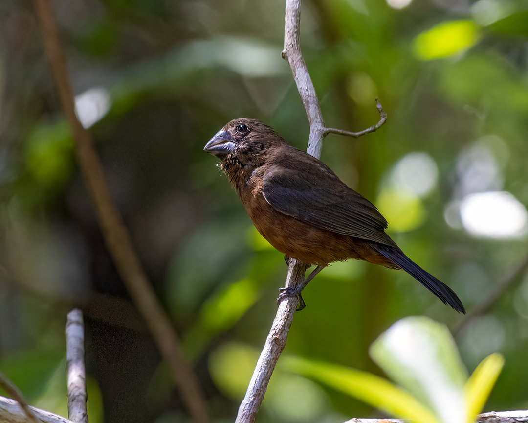Foto curió (Sporophila angolensis) Por Aderson Sartori | Wiki Aves - A ...