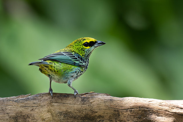 Foto saíra-pintada (Ixothraupis guttata) Por Ademir Costa | Wiki Aves ...