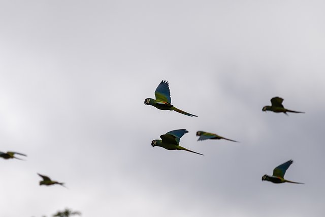 Foto maracanã (Primolius maracana) Por Igor S Costa | Wiki Aves - A ...