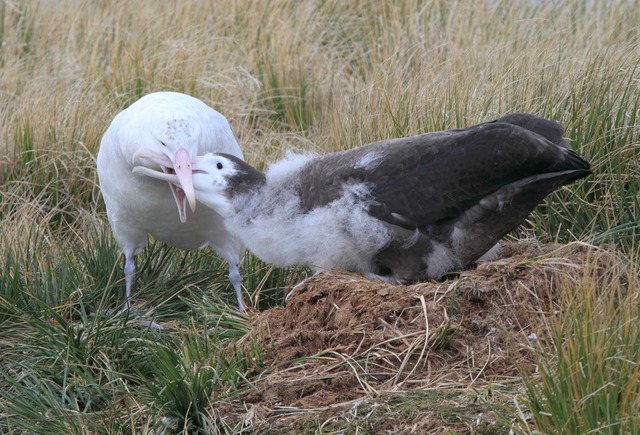 Foto albatroz-errante (Diomedea exulans) Por Fábio Olmos | Wiki Aves ...