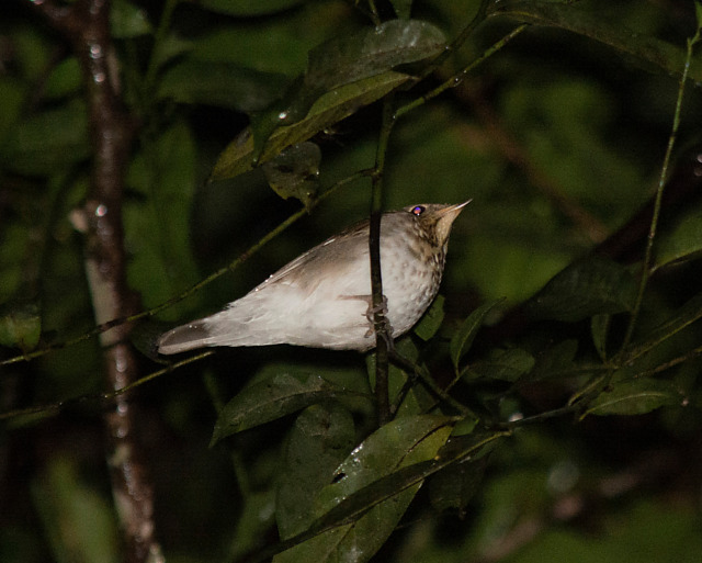 Foto sabiazinho-de-óculos (Catharus swainsoni) Por Marllus Rafael ...