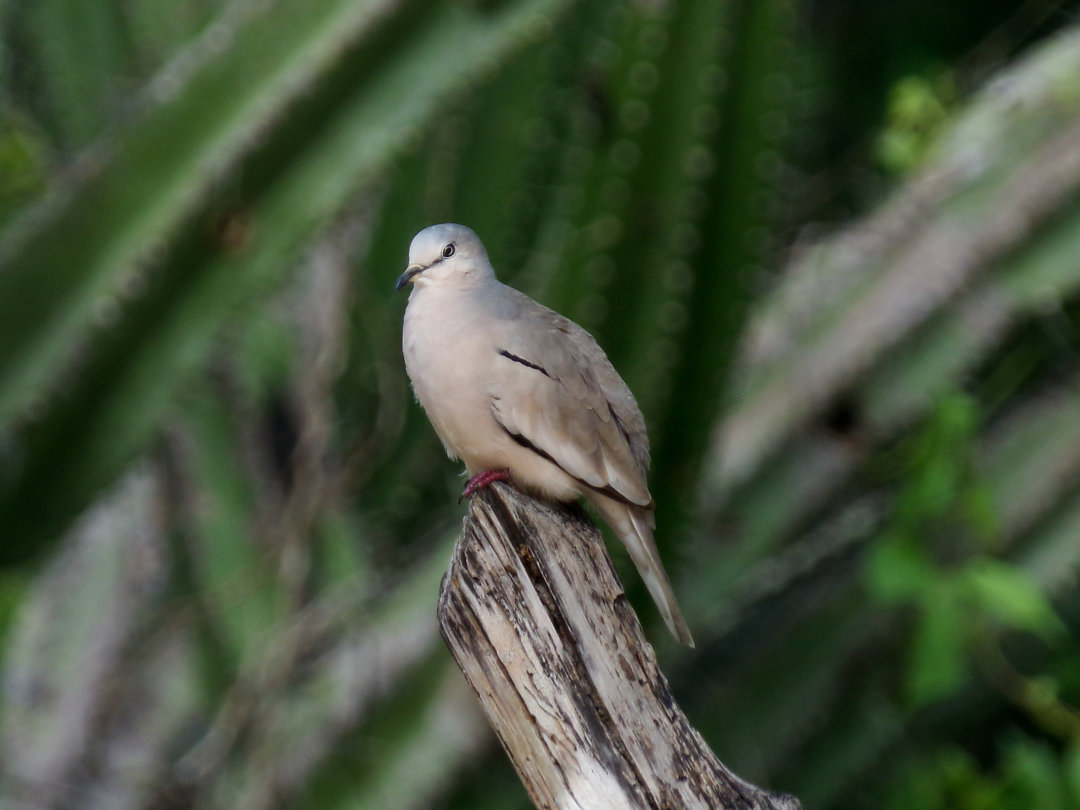 Foto rolinha-picuí (Columbina picui) Por Marcos Torress | Wiki Aves - A ...