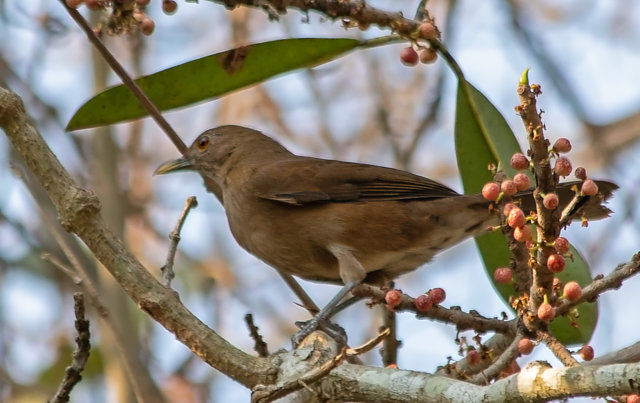 Foto sabiá-da-várzea (Turdus sanchezorum) Por Wyllyan Alencar | Wiki ...