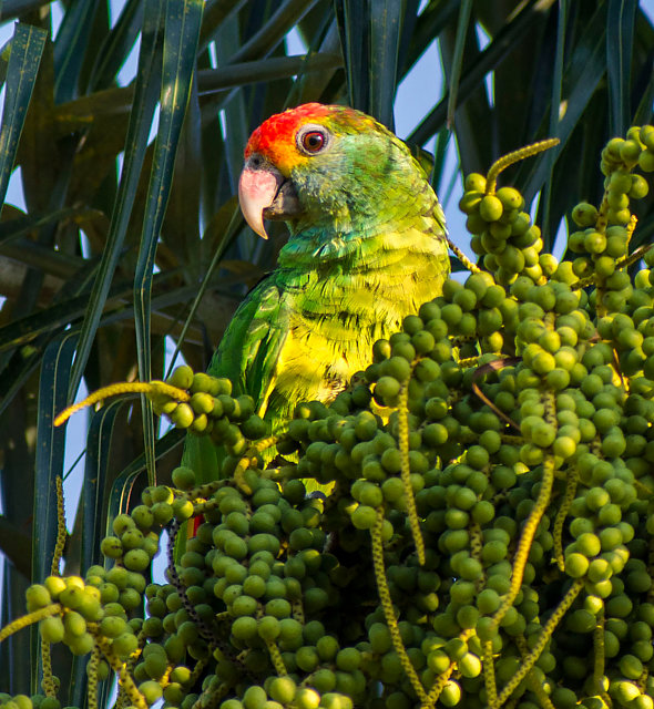 Foto chauá (Amazona rhodocorytha) Por Paulo Queiroz | Wiki Aves - A ...