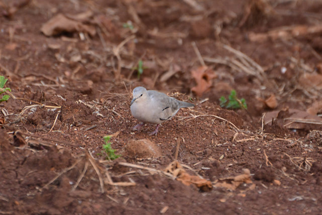Foto rolinha-picuí (Columbina picui) Por Jean Jr Barcik | Wiki Aves - A ...