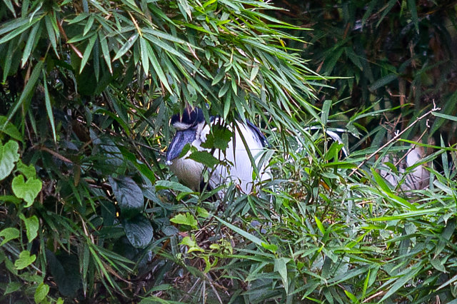 Foto arapapá (Cochlearius cochlearius) Por Muller Santos | Wiki Aves ...