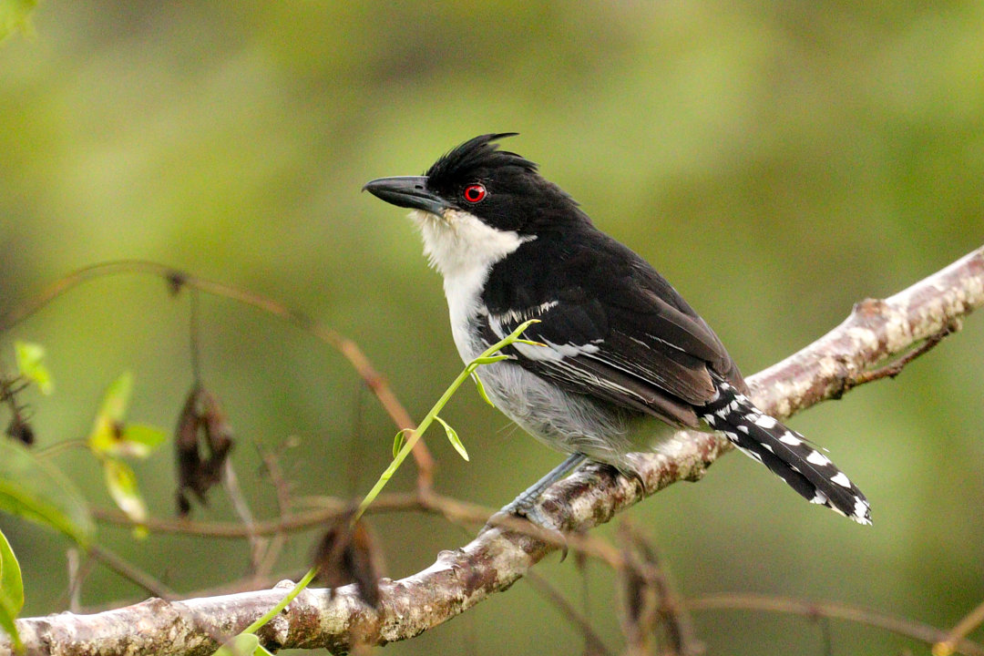 Foto choró-boi (Taraba major) Por Luiz Moura | Wiki Aves - A ...