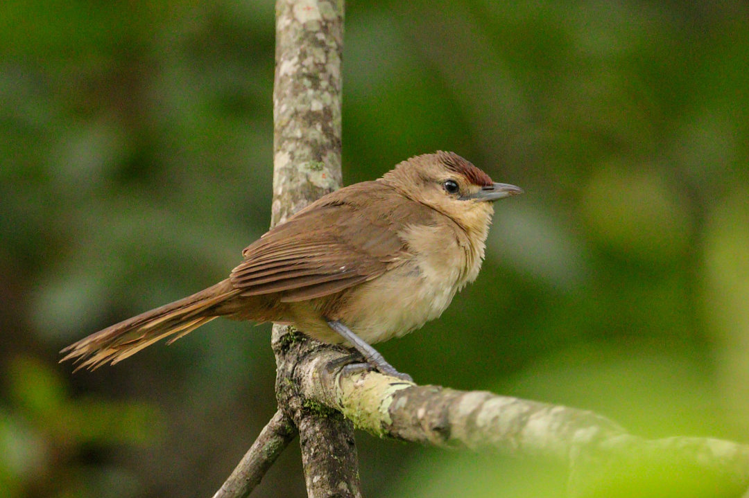 Foto joão-de-pau (Phacellodomus rufifrons) Por Luiz Moura | Wiki Aves ...