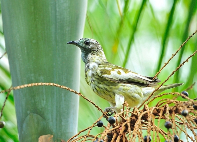Palmito-juçara - Euterpe edulis | WikiAves - A Enciclopédia das Aves do ...