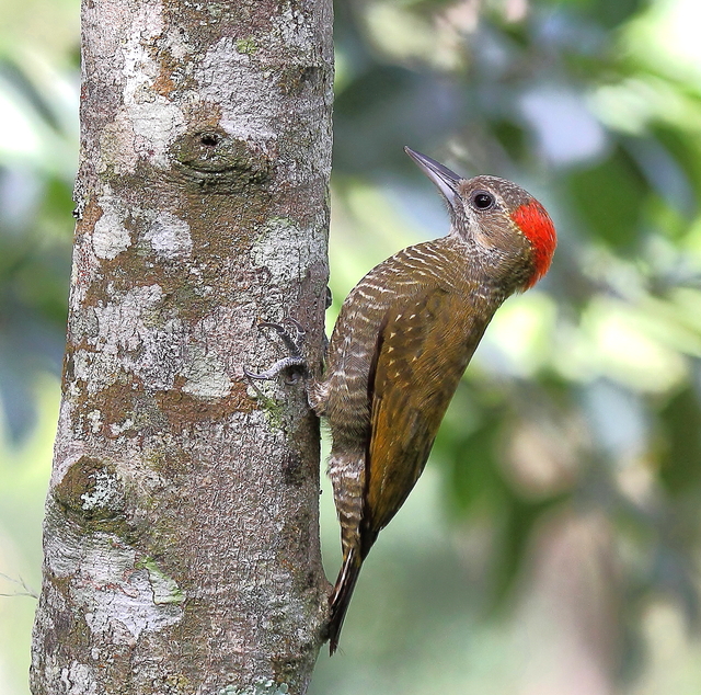 Foto pica-pau-pequeno (Veniliornis passerinus) Por Sergio Murilo | Wiki ...