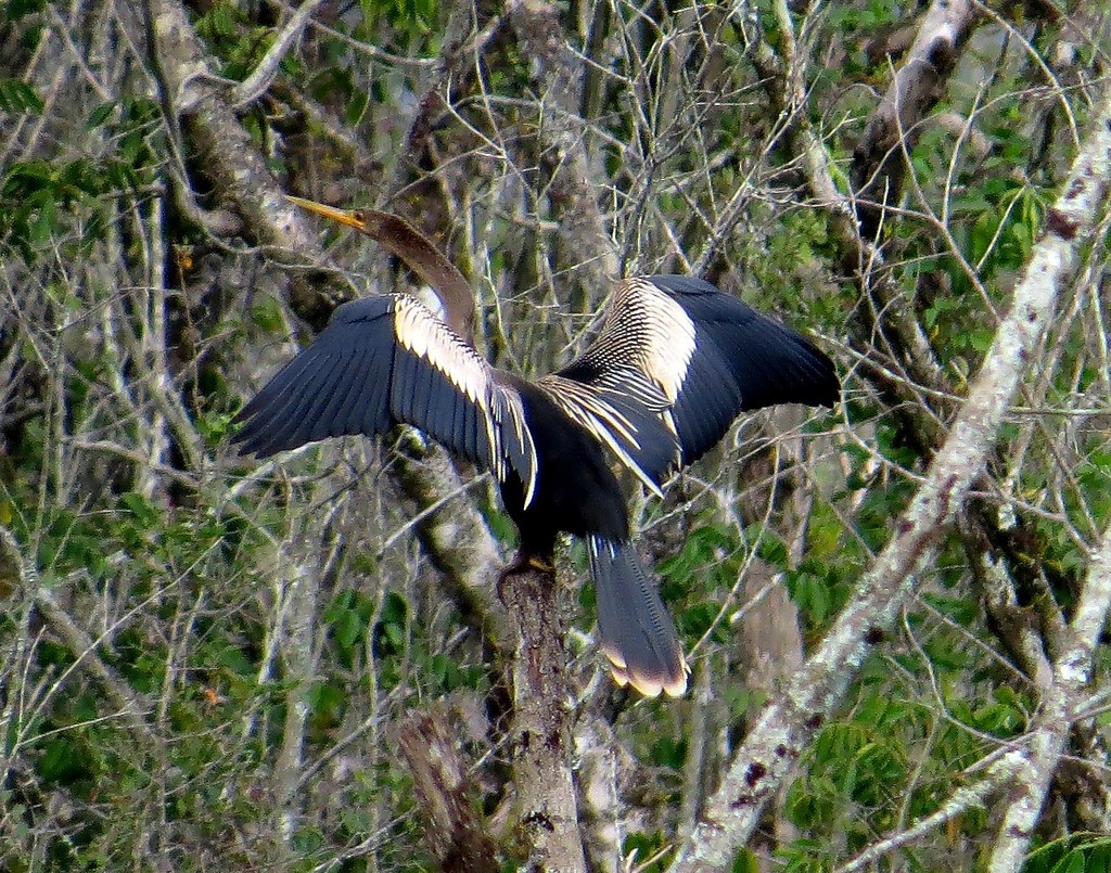 Foto biguatinga (Anhinga anhinga) Por João de Almeida Prado | Wiki Aves - A Enciclopédia das ...