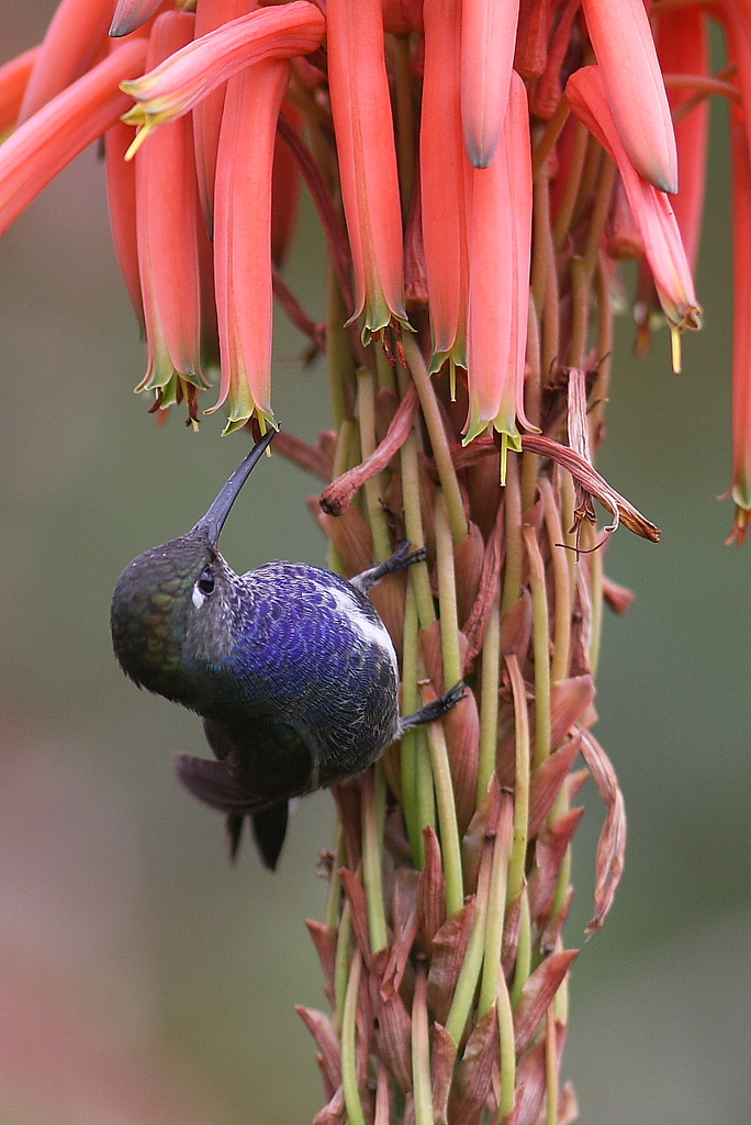Foto beija-flor-de-peito-azul (Chionomesa lactea) Por Marcelo Fujihara ...