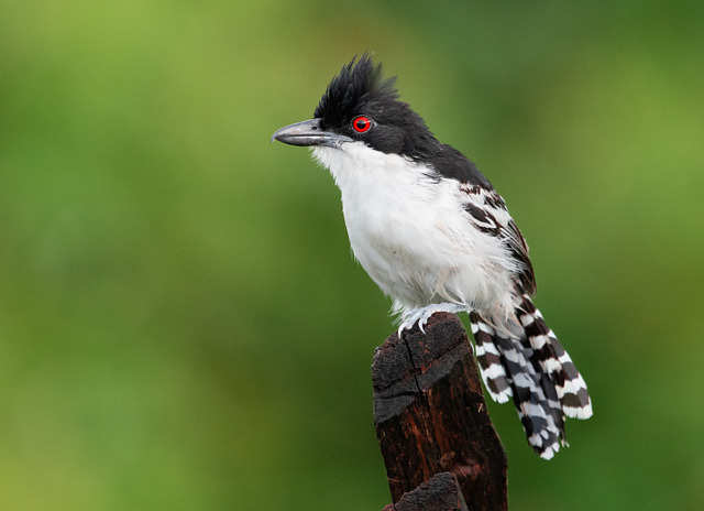 choró-boi (Taraba major) | WikiAves - A Enciclopédia das Aves do Brasil