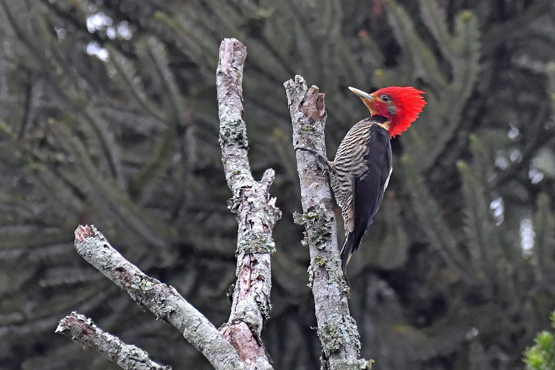 Foto pica-pau-de-cara-canela (Celeus galeatus) Por Rudimar Cipriani | Wiki Aves - A Enciclopédia ...