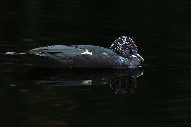 Foto pato-do-mato (Cairina moschata) Por Aderson Sartori | Wiki Aves ...