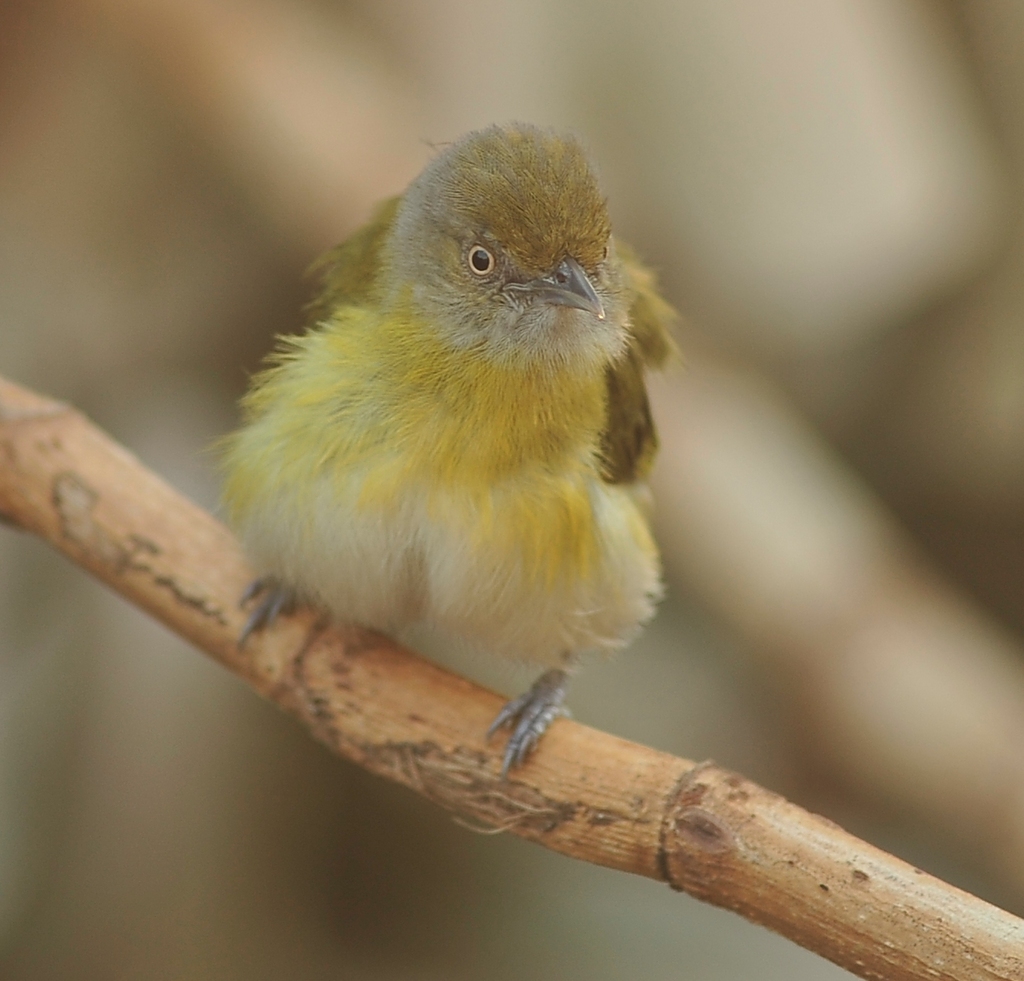 Foto vite-vite (Hylophilus thoracicus) Por Fabiano Guimarães | Wiki ...